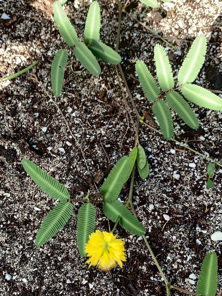 Tropical puff from E Sunrise Blvd, Fort Lauderdale, FL, US on October ...