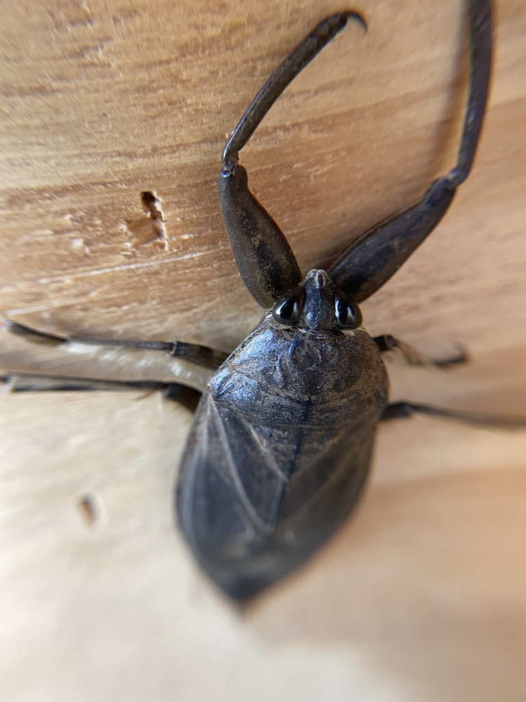 American Giant Water Bug from Culvers Pond on October 21, 2024 at 09:37 ...