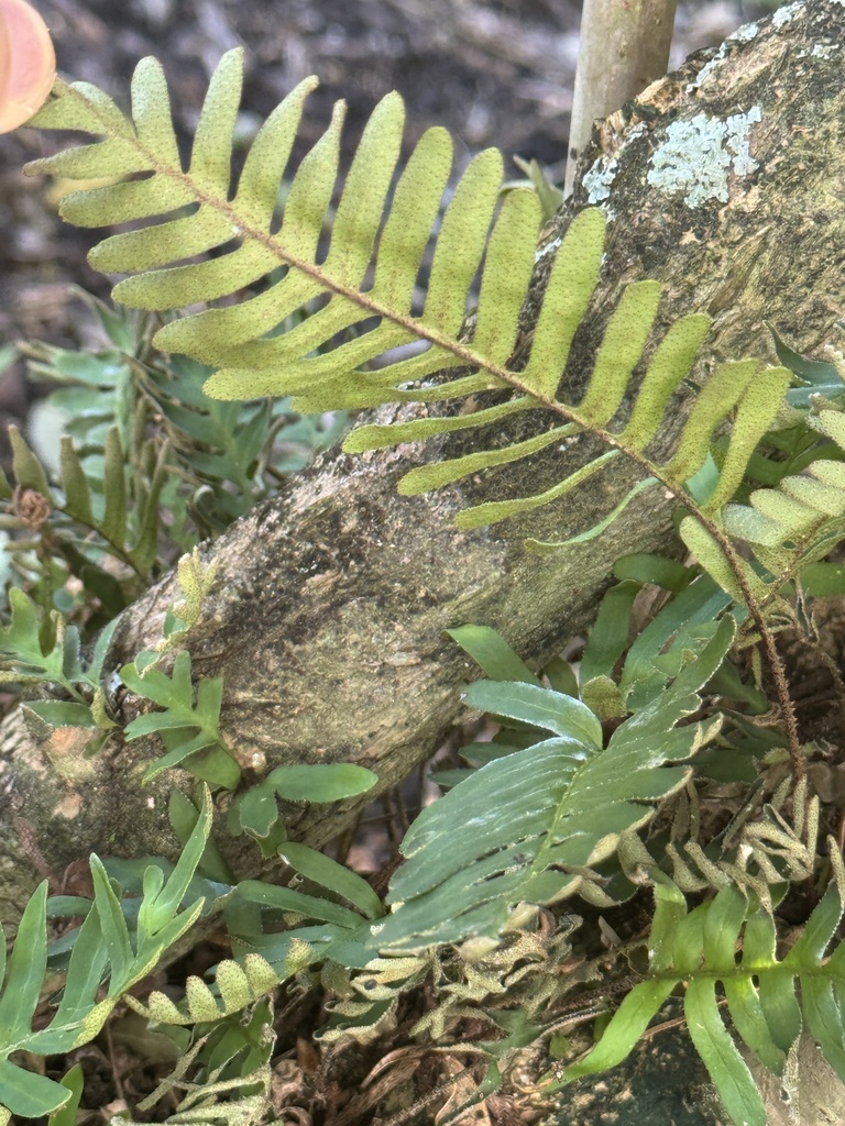 ferns from Oakstead, Land O' Lakes, FL 34638, USA on October 21, 2024 ...