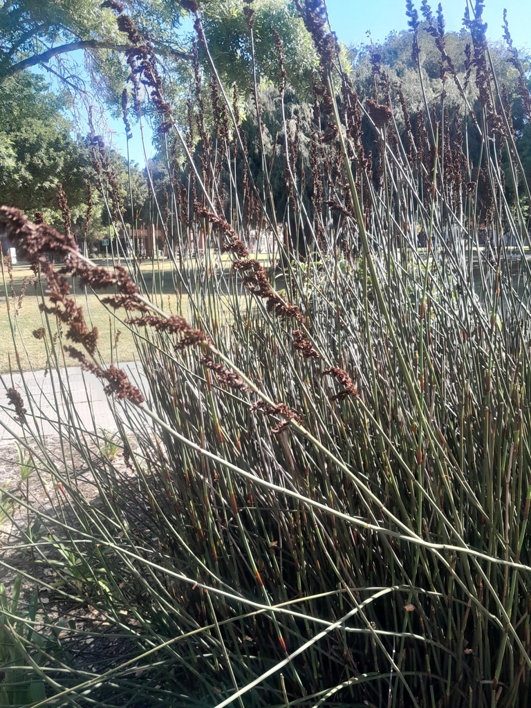 Cape Thatching Reed from University of The Western Cape, Erica Twp ...