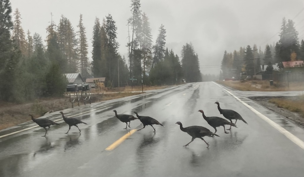 Wild Turkey from Idaho Panhandle National Forest, Priest Lake, ID, US ...