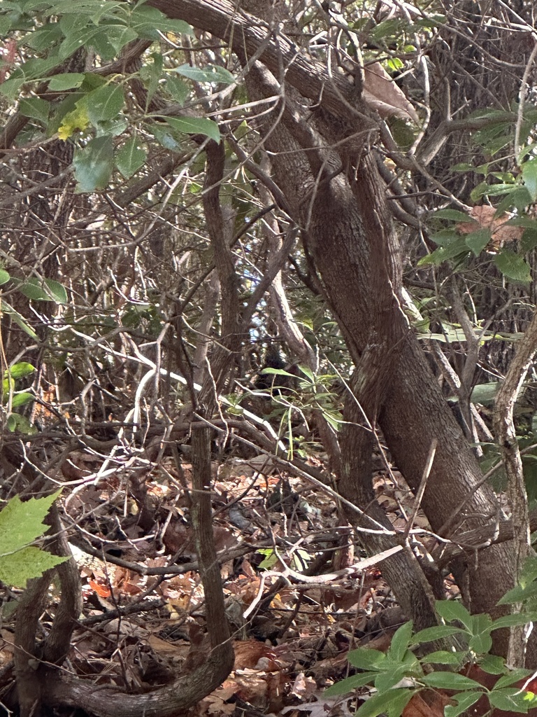 Ruffed Grouse from Pisgah National Forest, Pisgah Forest, NC, US on ...