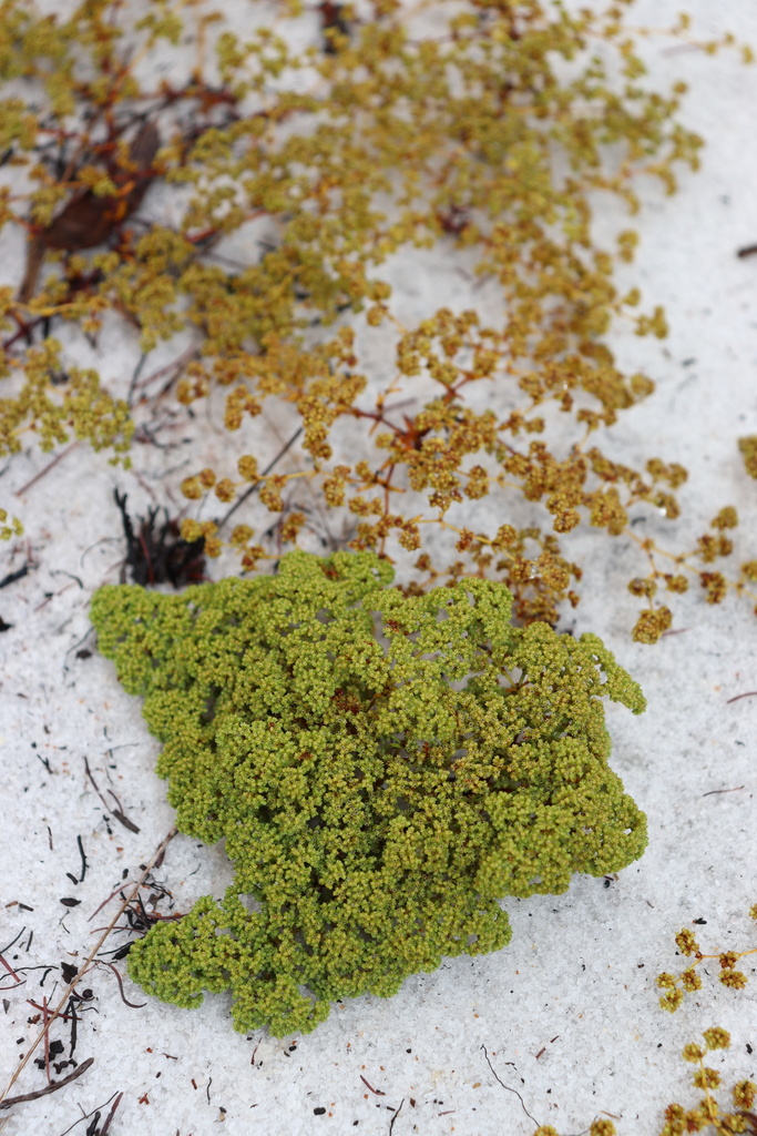 Crystal Lake nailwort (Paronychia chartacea minima) - Botanical Realm