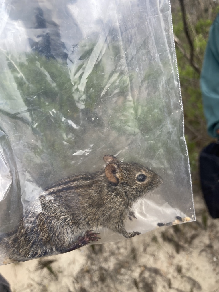 Cape Four-striped Grass Mouse from Cape Flats nature reserve on October ...