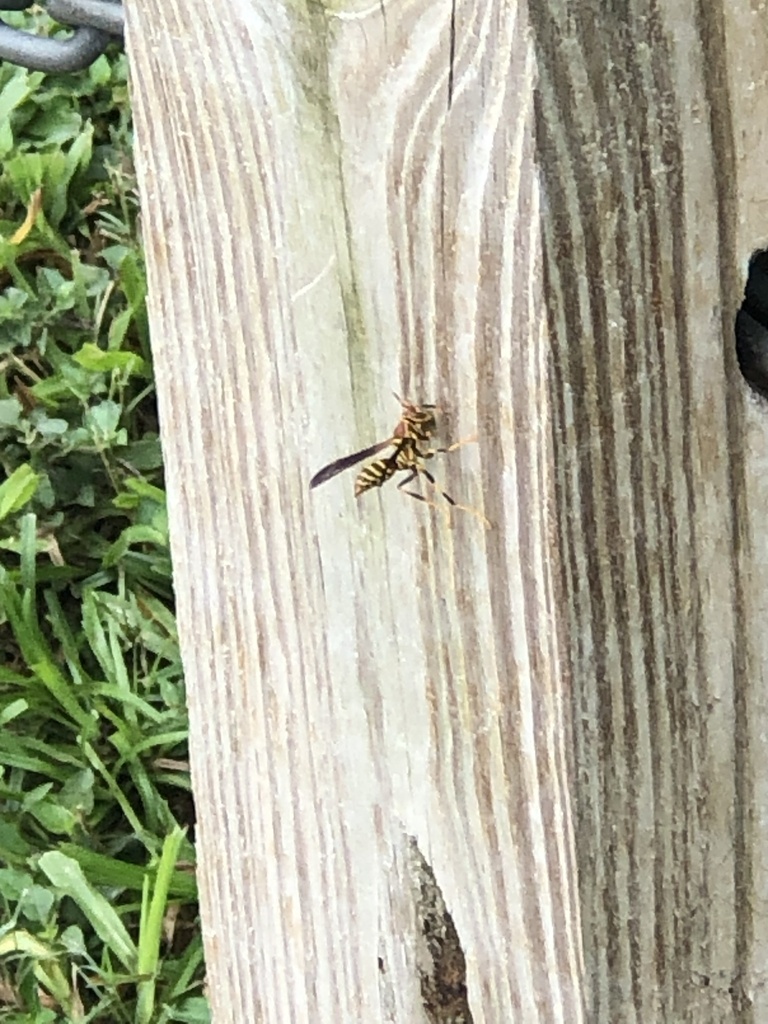 Guinea Paper Wasp from University of South Florida, Tampa, FL, US on ...