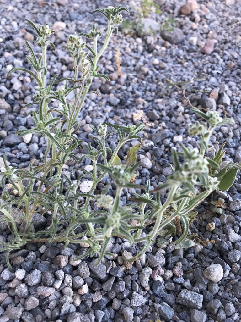 borage family from El Loa, CL-AN, CL on July 8, 2019 at 09:52 AM by ...
