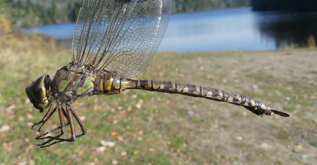 Lake Darner from Lac des Roches (secteur Sud-Ouest) Beauport, Quartier ...