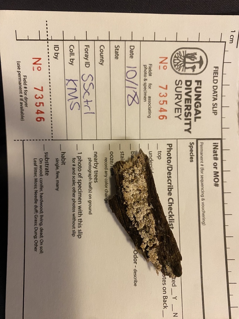 Xylodon raduloides from Onyx Alley, Eugene, OR, US on October 18, 2024 ...