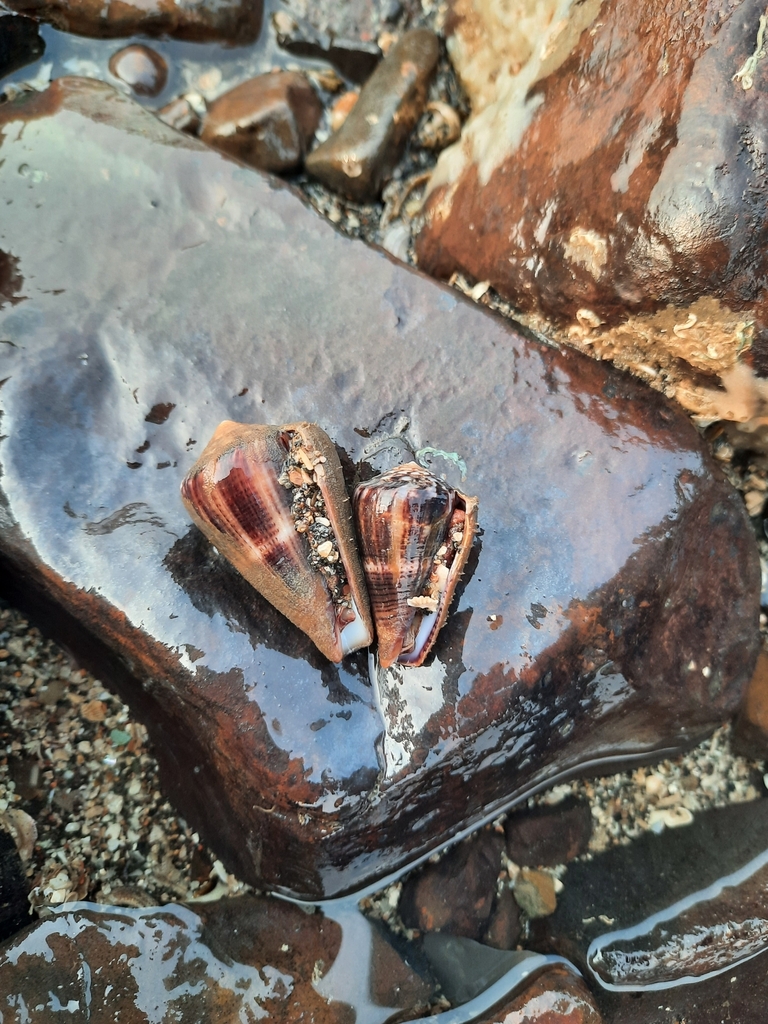 Bilious Cone from XQ5X+25W Priyadarshini Seaside Shore, Malabar Hill ...