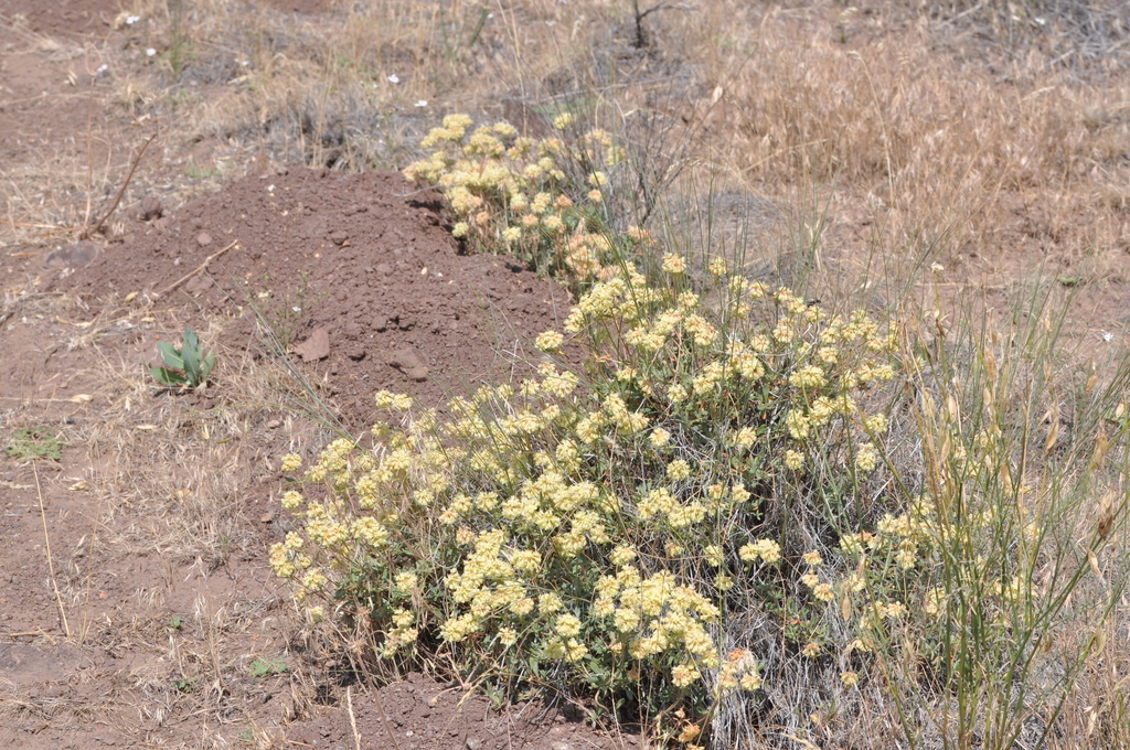 halimium wild buckwheat from Spring Basin Wilderness, Wasco, Oregon ...