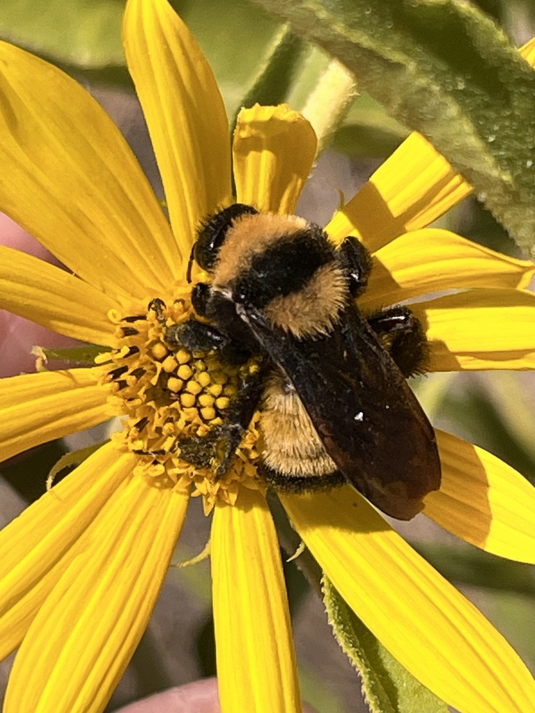Sonoran Bumble Bee from Burnet, TX, US on October 21, 2024 at 01:42 PM ...