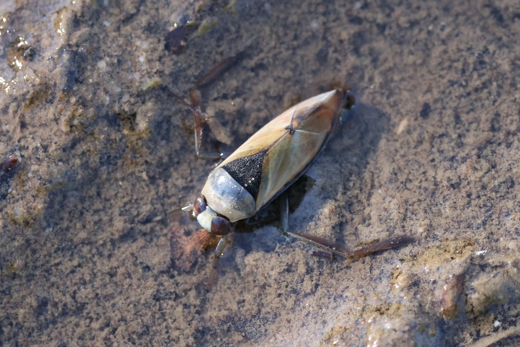 Eurasian Greater Water Boatman from Schengen, Luxemburg on October 21 ...