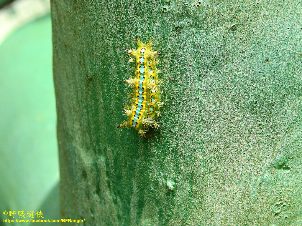 Setora postornata from 台灣台北 on June 20, 2017 at 10:34 AM by Kinmatsu ...