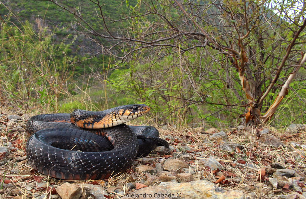Mexican West Coast Indigo Snake (Drymarchon melanurus rubidus) - Snakes ...