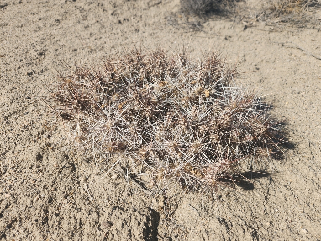 Sagebrush Cholla from Fallon, NV 89406, USA on October 21, 2024 at 12: ...