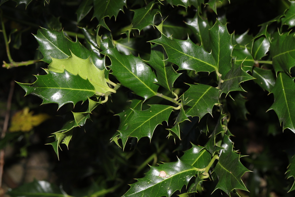 European holly from Victoria Park, Fairfield Road, Widnes, Halton, UK ...