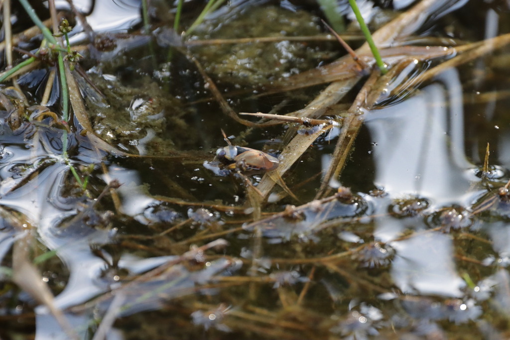 Eurasian Greater Water Boatman from 82 Forstenrieder Park, Deutschland ...