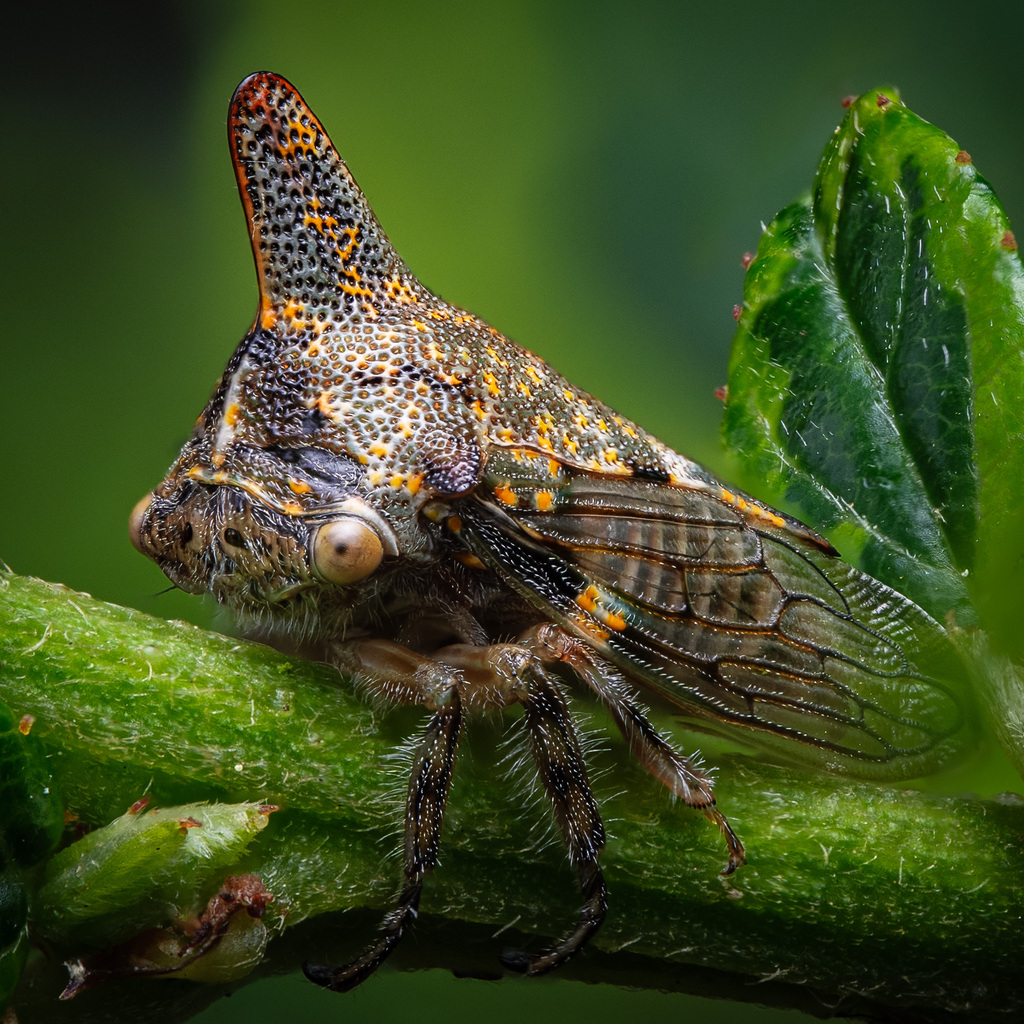 Oak Treehopper in October 2024 by Claus Giloi · iNaturalist