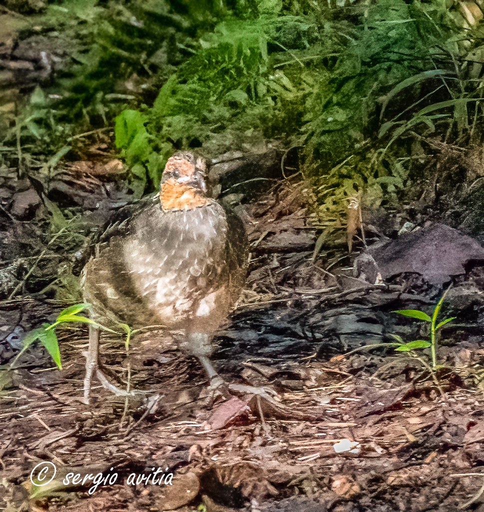 Singing Quail from 89785 San José, Tamps., México on September 25, 2024 ...