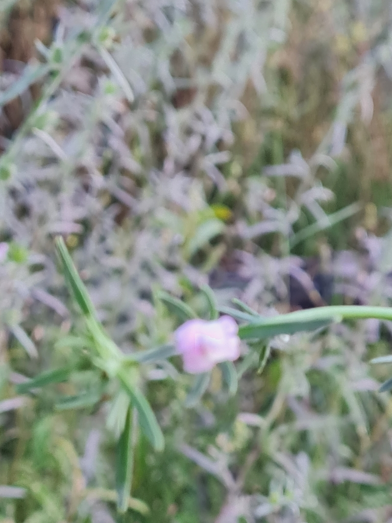 Weasel's-snout from Gunnedah NSW 2380, Australia on October 21, 2024 at ...