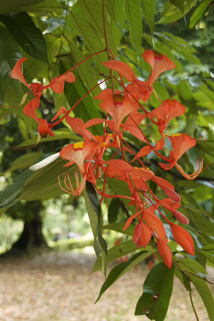 Pride of Burma (Amherstia nobilis) - Botanical Realm