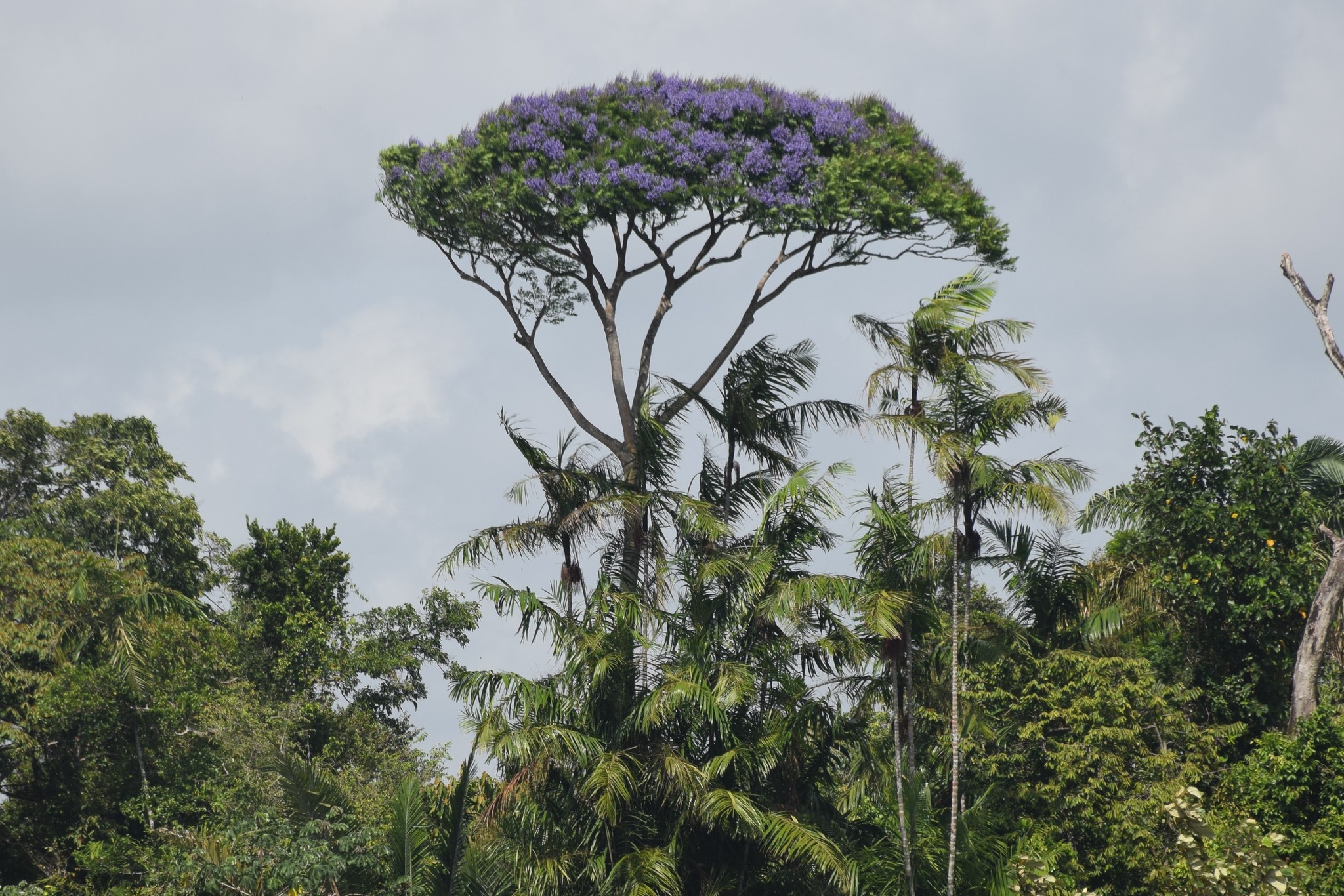 Jacaranda copaia (Aubl.) D.Don