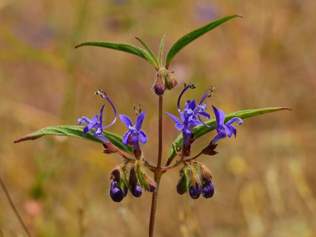 turpentine weed (Trichostema laxum) - Botanical Realm
