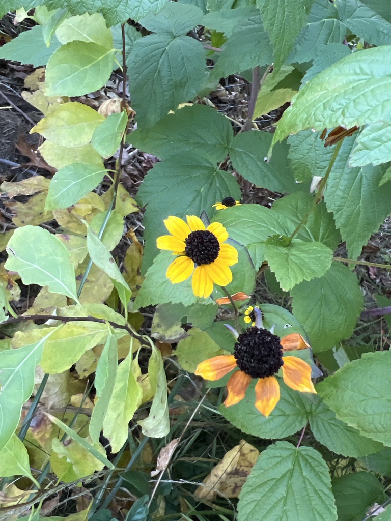 brown-eyed Susan from Higher Brook Dr, Ludlow, MA, US on October 21 ...