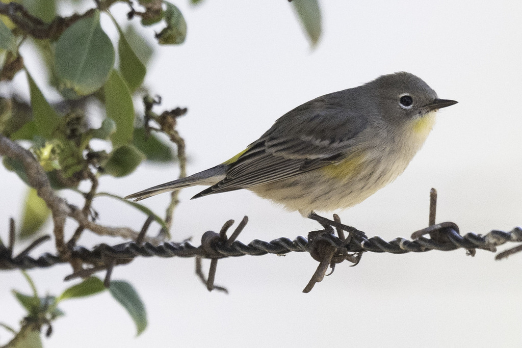 Yellow-rumped Warbler from Marin County, CA, USA on October 20, 2024 at ...