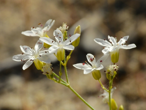 Clifton's eremogone (Eremogone cliftonii) · iNaturalist