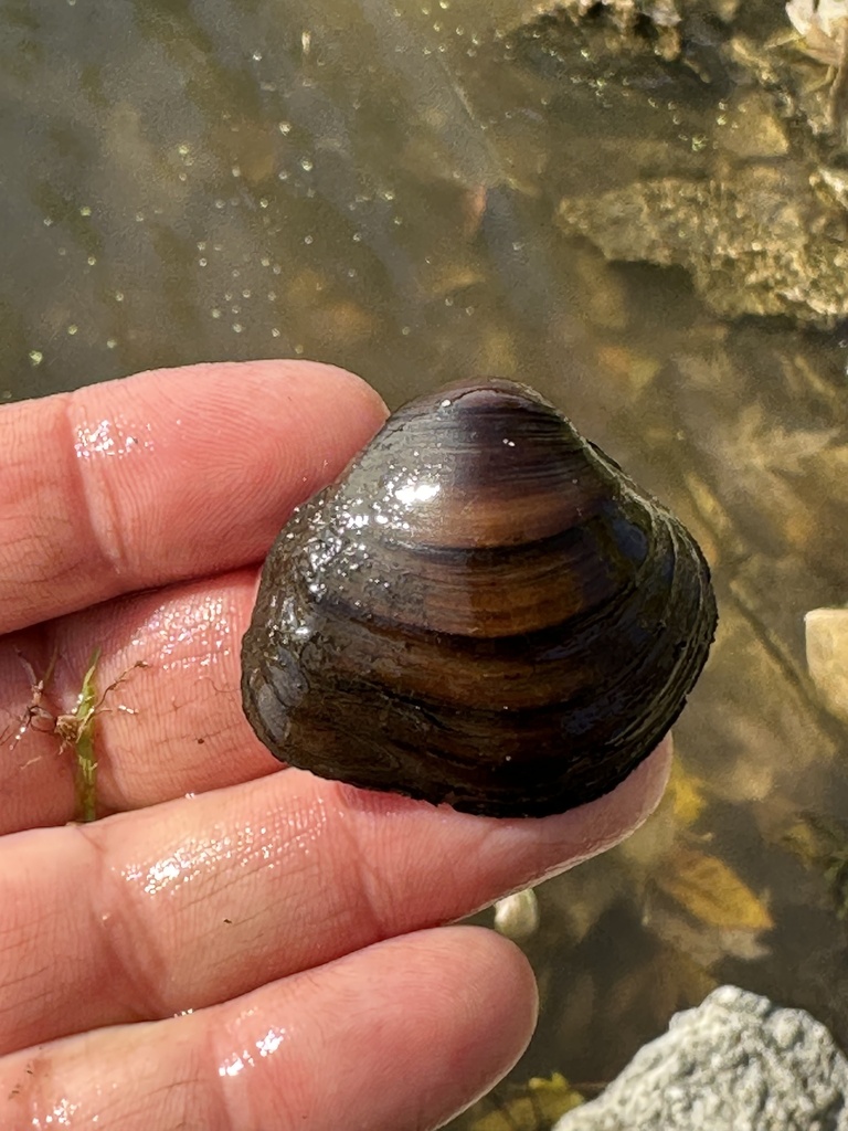 Wabash Pigtoe from Mississippi River, La Crosse, WI, US on October 21 ...