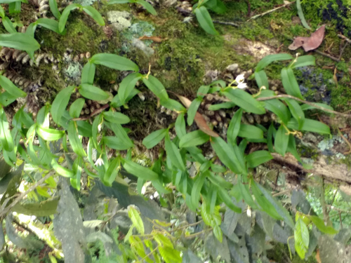 Conchidium japonicum · iNaturalist