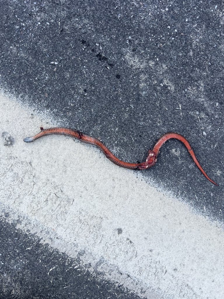 Red-bellied Snake from Hartland Rd, Canaan, ME, US on October 21, 2024 ...