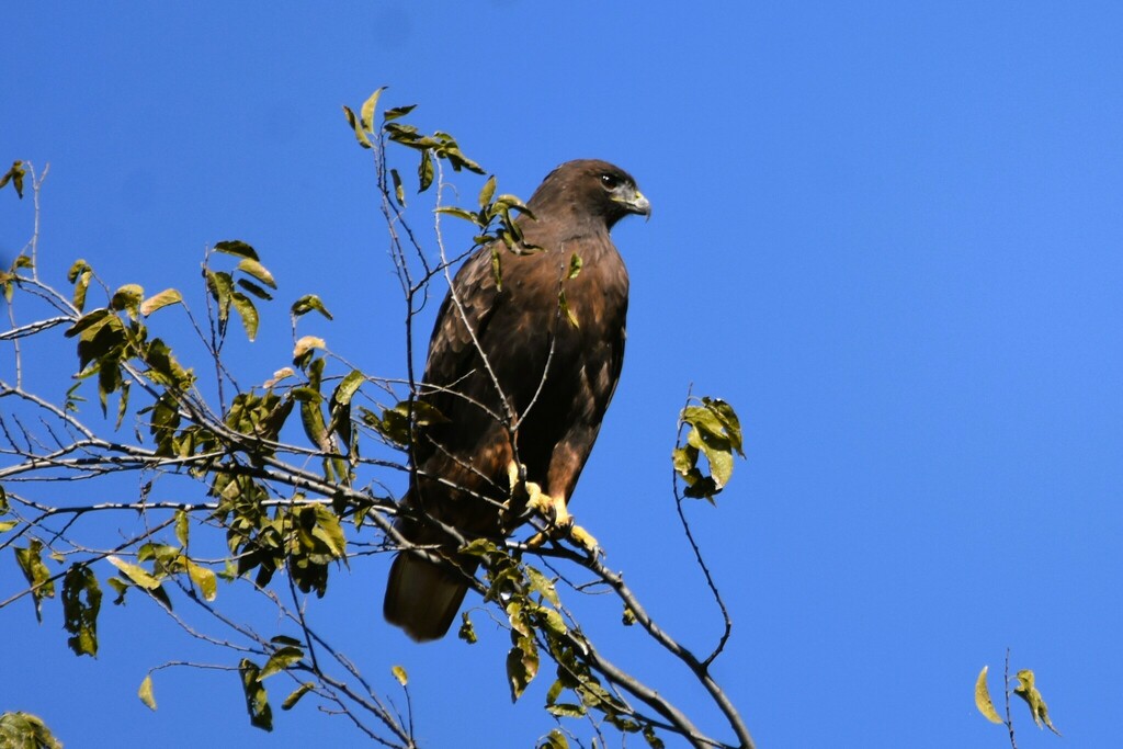 Northern Red-tailed Hawk from Fulton County, KY, USA on October 21 ...