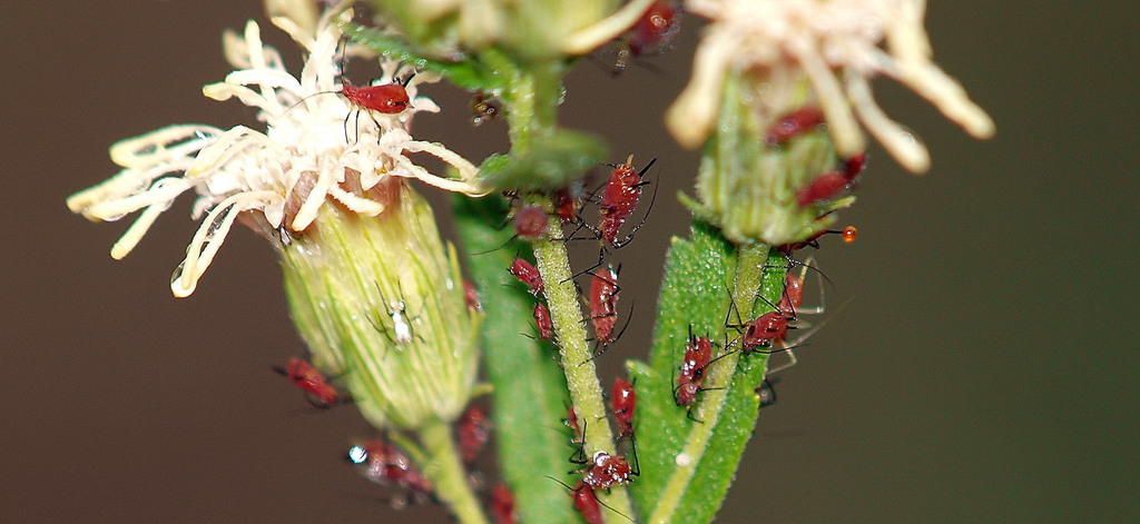 Large Daisy Aphids from Rowlett Creek Nature Preserve area on October 8 ...
