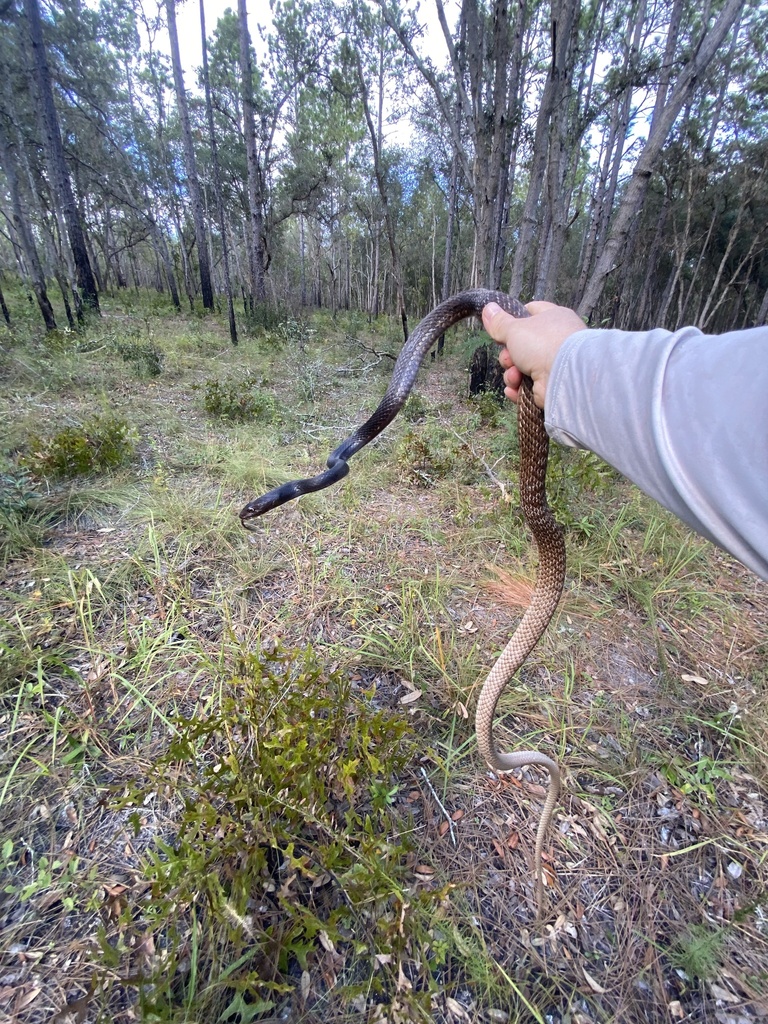 Eastern Coachwhip in October 2024 by Ryan Horvath · iNaturalist