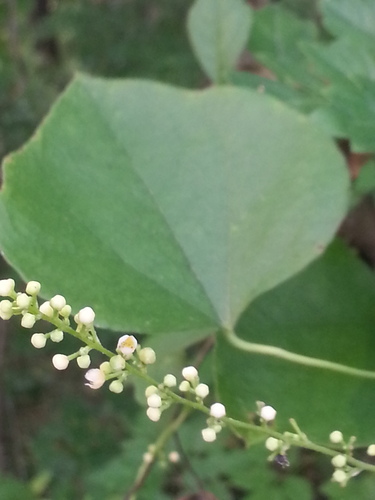 Carolina snailseed (Nephroia carolina) · iNaturalist