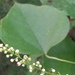 Carolina snailseed (Nephroia carolina) · iNaturalist