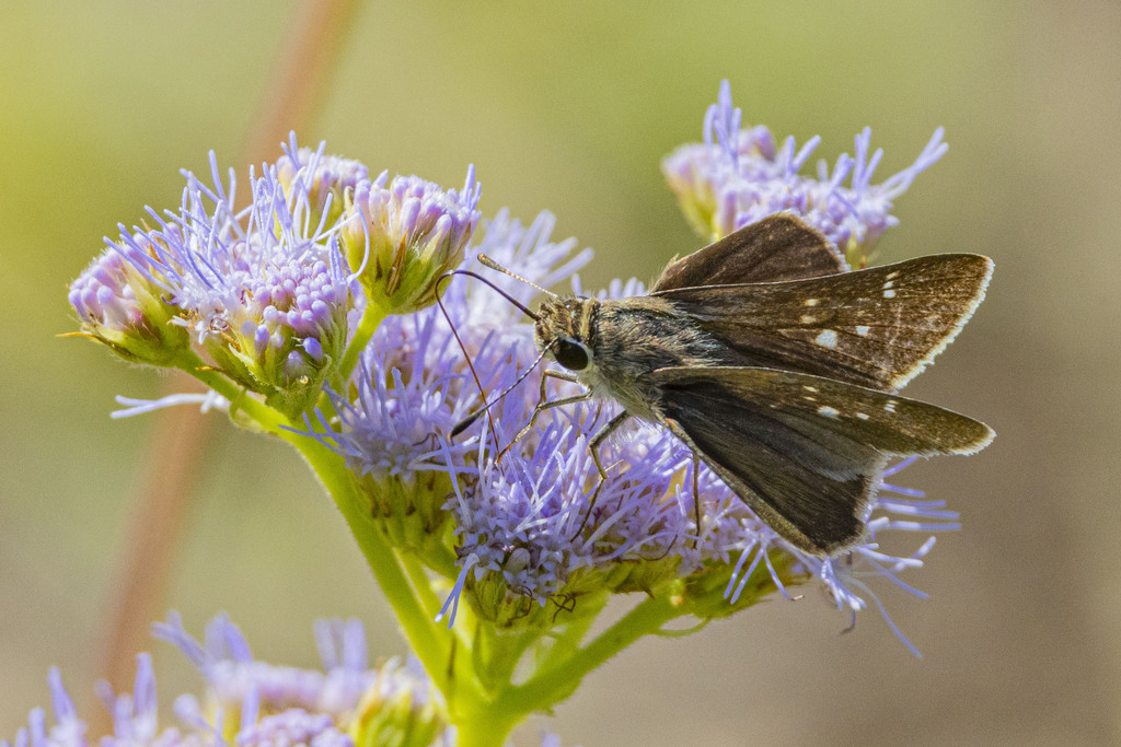 Eufala Skipper from Canyon Lake, TX, USA on October 21, 2024 at 11:00 ...