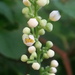 Carolina snailseed (Nephroia carolina) · iNaturalist