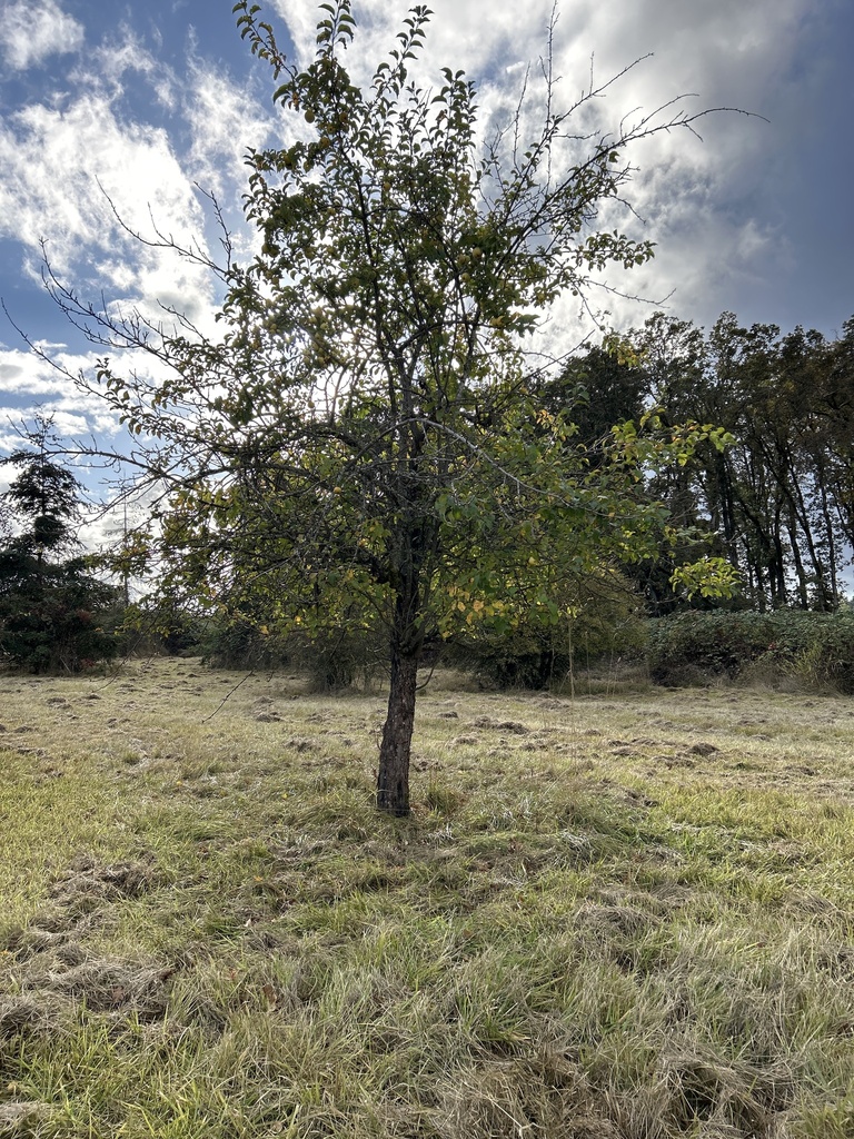 dicots from Ivor Davies Nature Park, Molalla, OR, US on October 21 ...