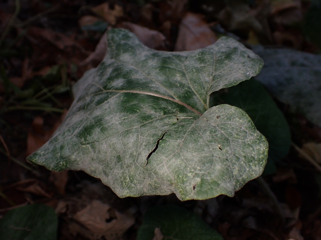 burdock mildew in October 2024 by Sus scrofa. on Arctium sp. · iNaturalist