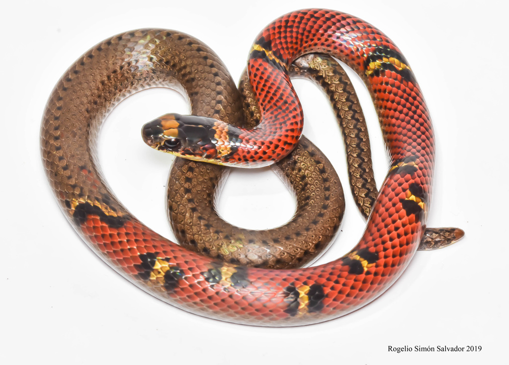 Many-toothed and Neckband Snakes (Sibynophiinae) - Snakes and Lizards