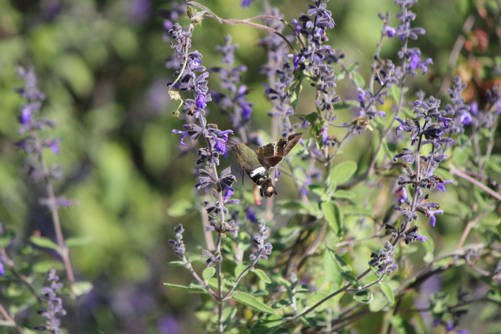 Clavipes Sphinx from Cadereyta, Qro., México on October 16, 2024 at 09: ...