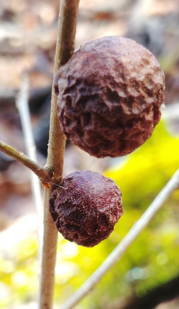 Globular root gall from Dekalb County, GA, USA on February 18, 2023 at ...