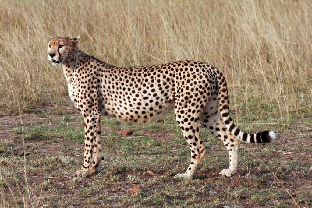 Cheetahs (Acinonyx) - Know Your Mammals