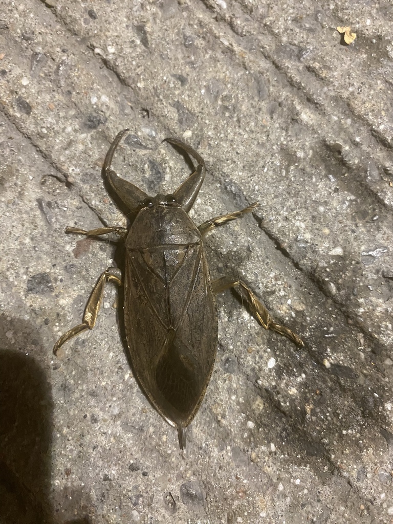 American Giant Water Bug from Rue Atmec, Gatineau, QC, CA on October 21 ...
