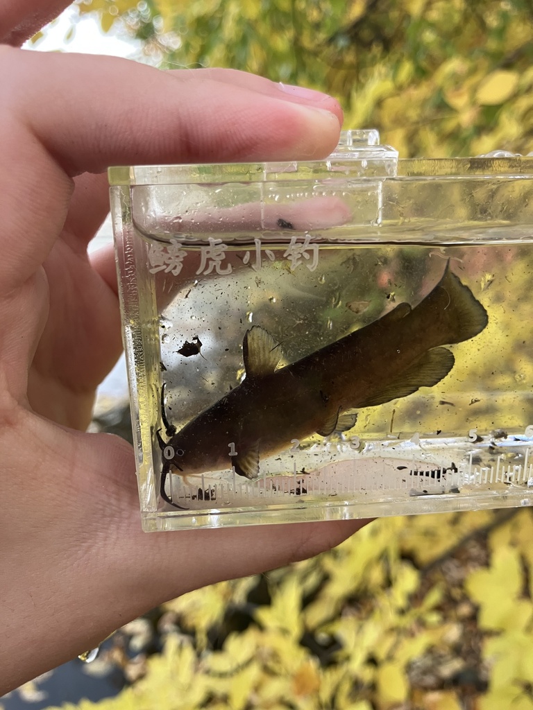 Yellow Bullhead from Lake Harriet, Minneapolis, MN, US on October 21 ...