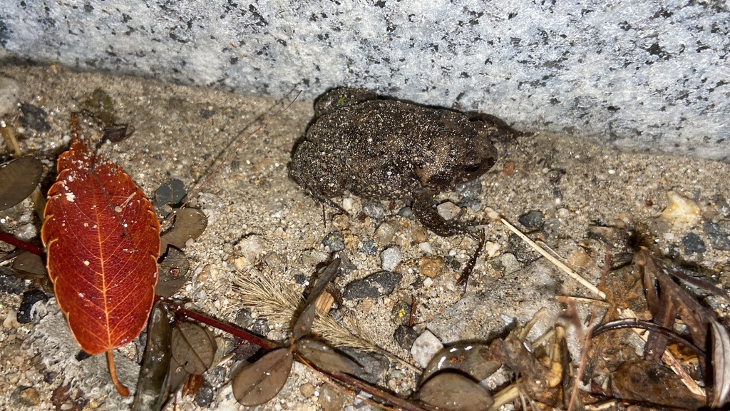 Boreal Digging Frog from 장재리, 아산시, 충청남도, KR on October 22, 2024 at 05: ...