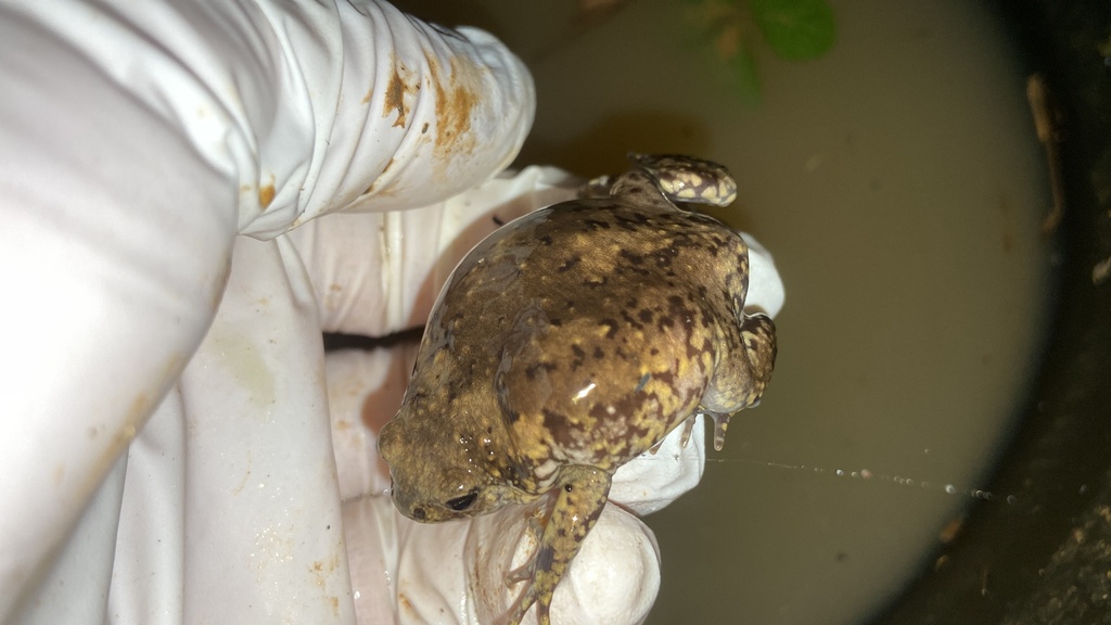 Boreal Digging Frog from 장재리, 아산시, 충청남도, KR on October 22, 2024 at 04: ...